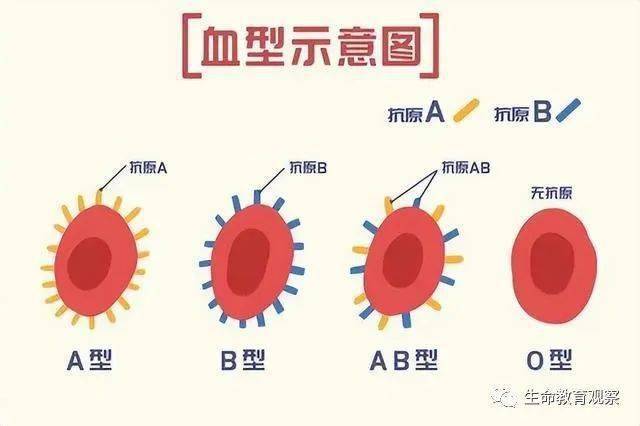 生物学老师告诉你:恐龙血,比熊猫血更稀有!孟买血型抗原