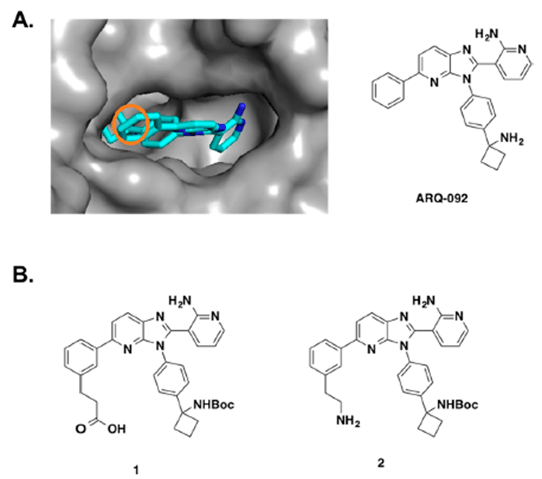 金坚团队：首个靶向AKT变构位点的PROTAC_开发_蛋白_细胞