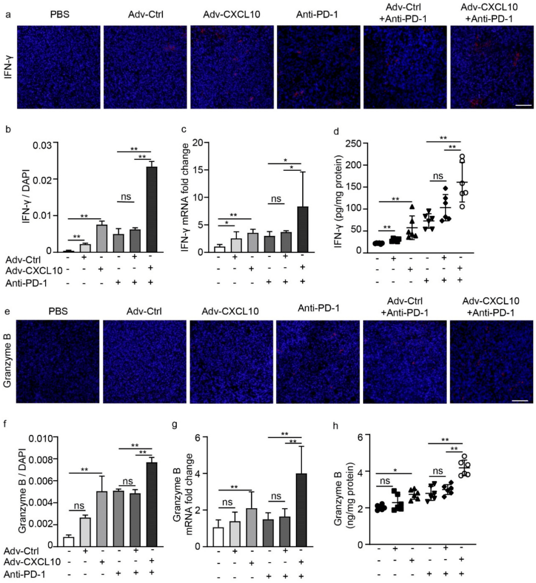 溶瘤腺病毒CXCL10通过促进肿瘤浸润T细胞趋化增强抗pd-1治疗_Adv-CXCL_抗体_基因