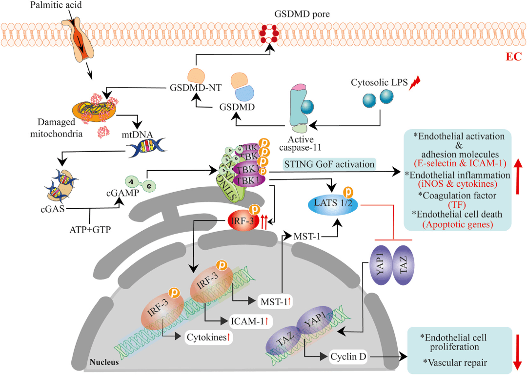 探寻治疗靶点：cGAS-STING信号与糖尿病心肌病_研究_患者_线粒体