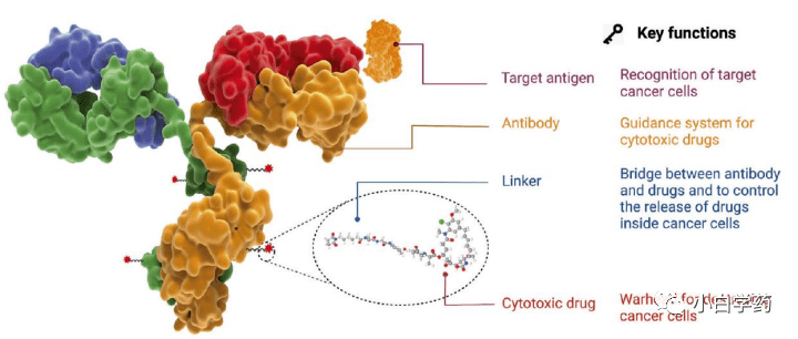 收藏 | ADC药物从设计优化，到起点创新打造企业壁垒_抗体_开发_细胞