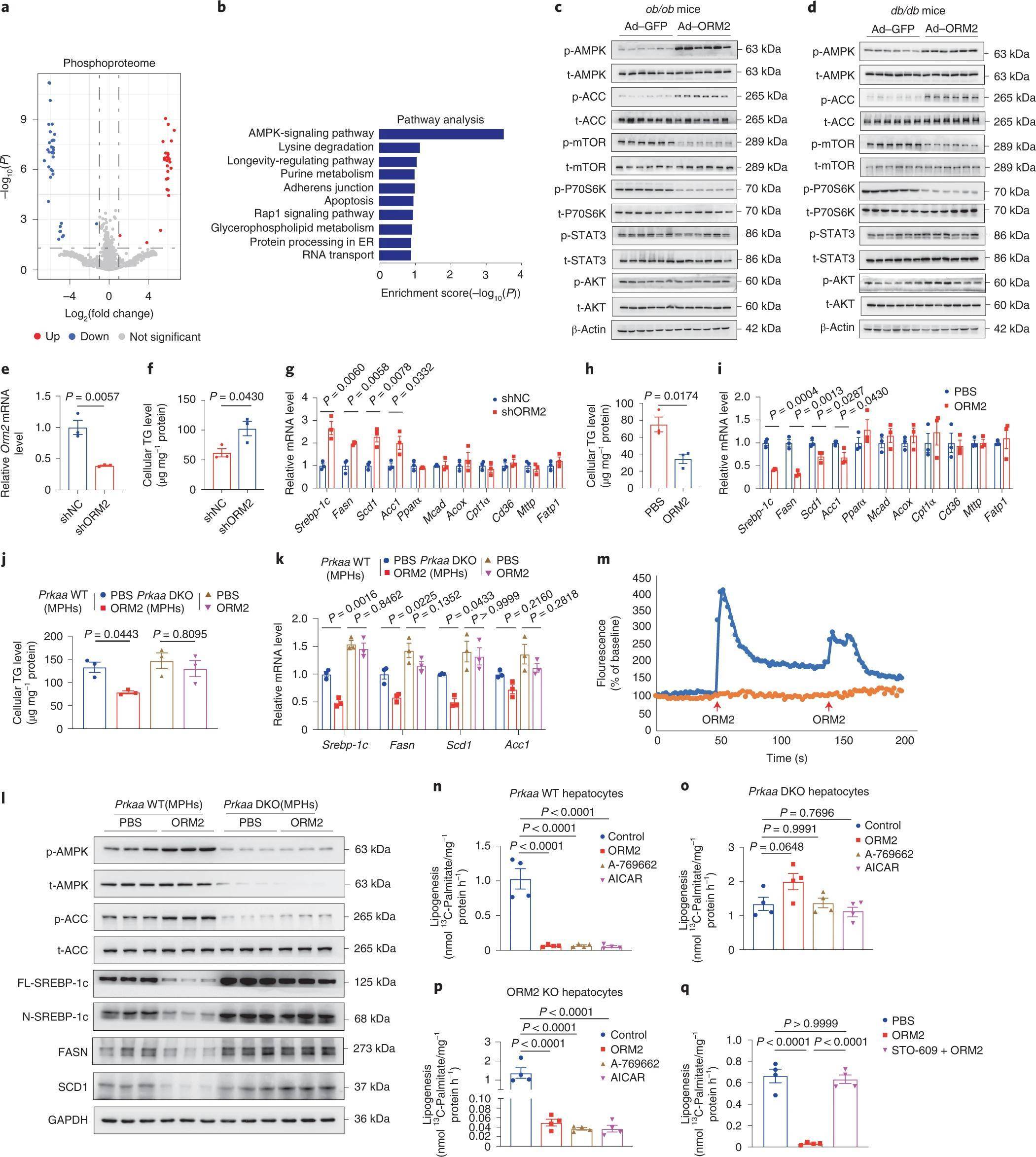 云序用户文章|IF=19.865，多组学分析助力非酒精性脂肪性肝病发病机制研究_肝脏_水平_分析