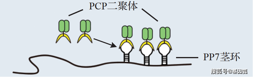 经验分享：活细胞RNA成像技术及其在生物医学中应用研究进展_序列_荧光_蛋白质