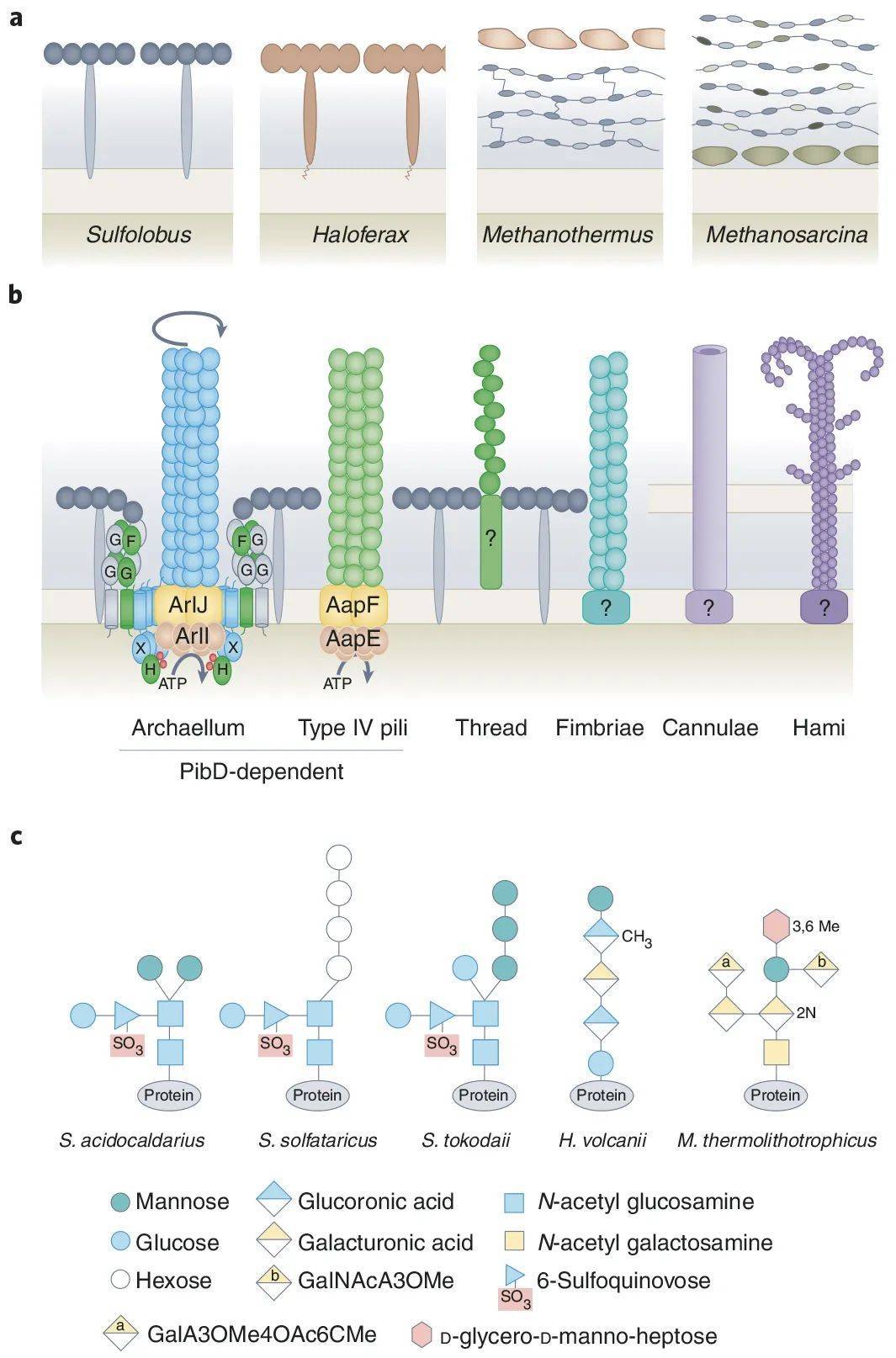 Nature综述：古菌的细胞生物学_研究_微生物_环境