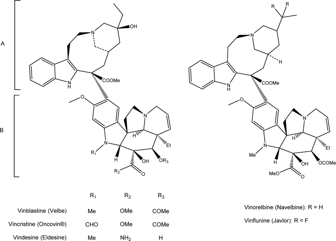 盘点ADC有效载荷背后的故事：微管蛋白抑制剂_细胞_药物_过程