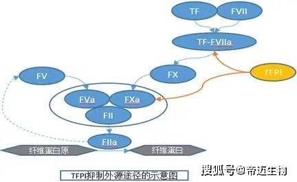 血栓的防御机制-抗凝系统_蛋白_肝素_复合物