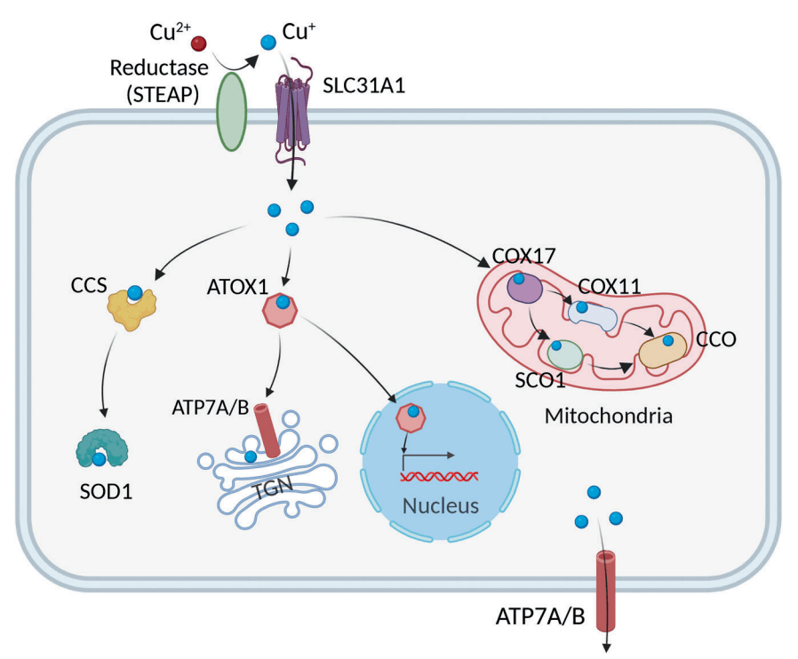 探索新型治疗靶点及药物开发！铜代谢及铜死亡研究前沿与方向_相关_疾病_蛋白