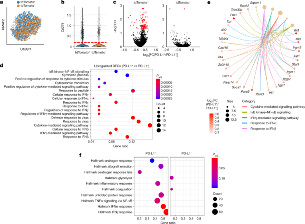下一个神药？PD-1抗体还能抗衰老！_细胞_Nature_研究