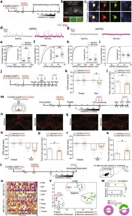 神经元特异性启动子-hSyn_CreERT_吗啡_功能
