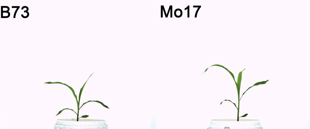 Mol Plant | 中国农科院生物所研发玉米全生育期高通量表型组技术和株高智能预测模型_性状_鉴定_基因