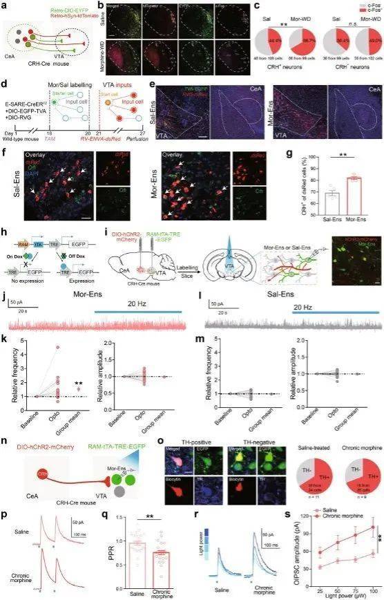 神经元特异性启动子-hSyn_CreERT_吗啡_功能