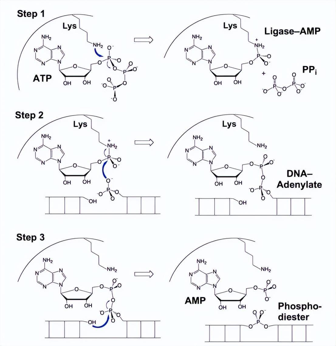 DNA连接酶(DNA ligase)介绍_催化_基团_磷酸