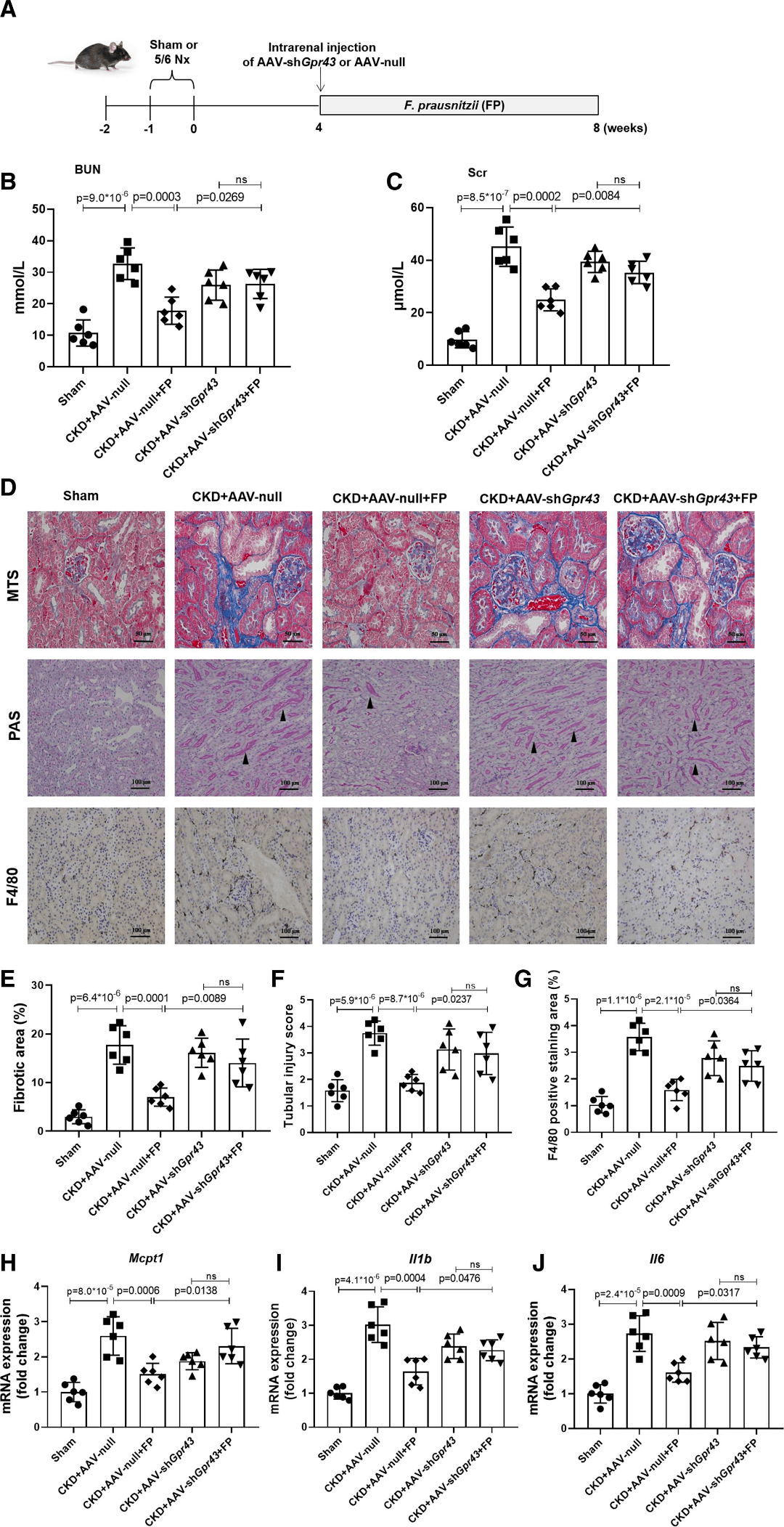 文献解读|普拉梭菌可通过丁酸盐-肾脏GPR43轴减轻慢性肾脏疾病_研究_治疗_微生物