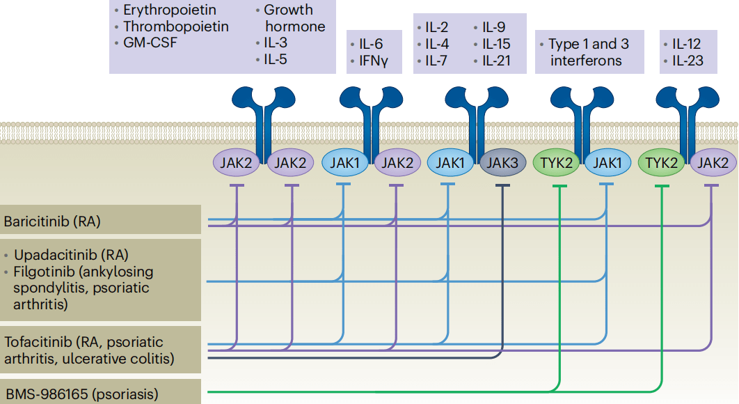 新一代JAK抑制剂将走向何方？_激酶_选择性_的作用