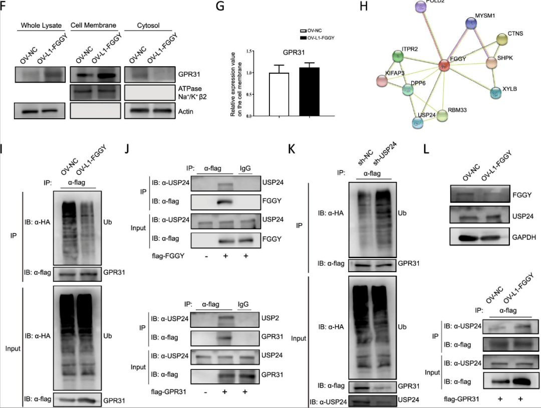 Molecular Cancer|非小细胞癌研究成果新发现！_代谢_相关_肿瘤