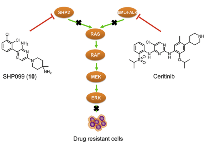 与KRAS和PD-1等联用，SHP2背水一战？_通路_信号_研究