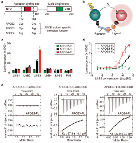 施一公团队 2023 首秀！发现 APOE4 受体，揭示阿尔兹海默症潜在致病因子_LilrB_粒细胞_关键作用