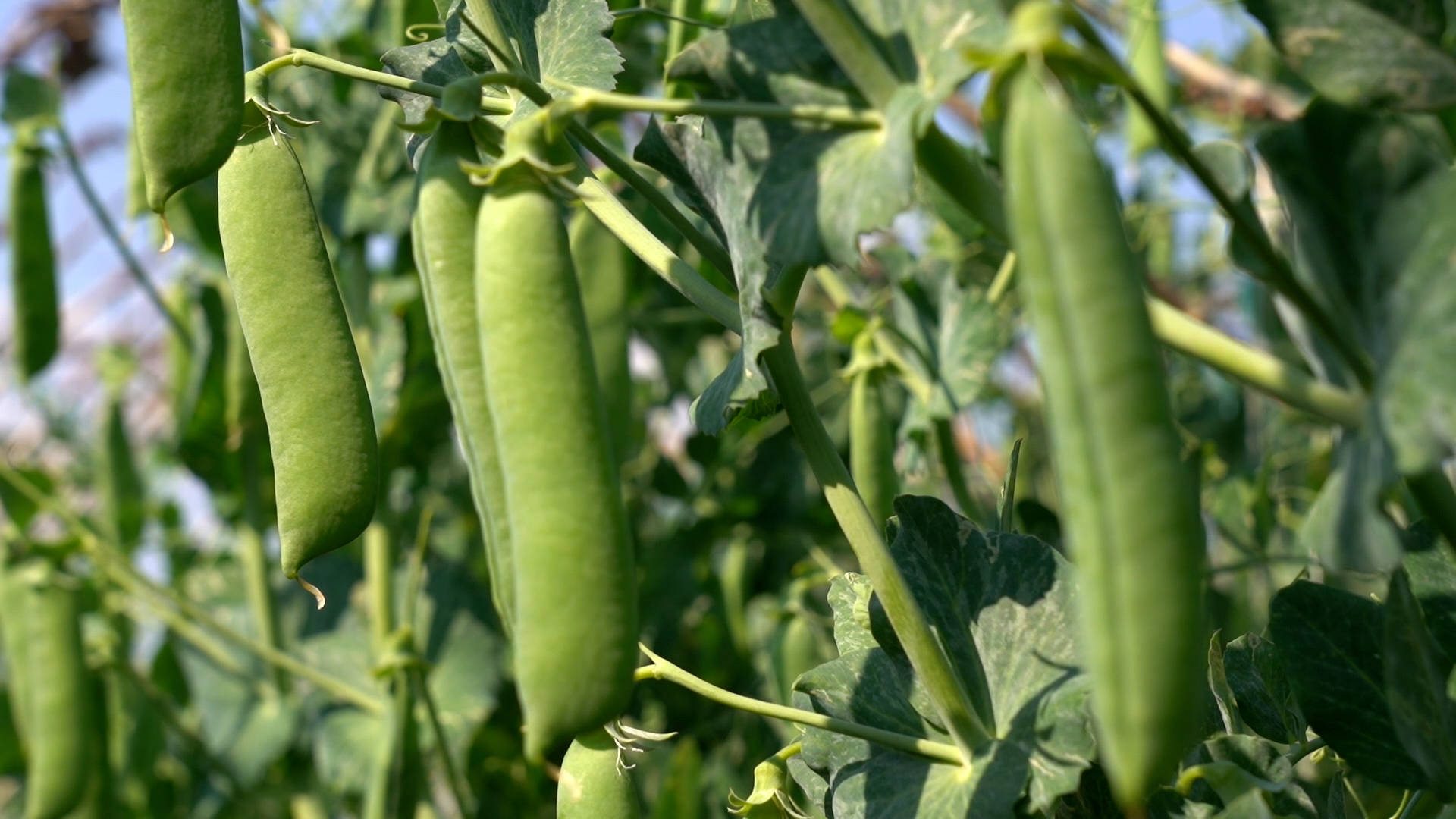 小豌豆成为云南宾川农户“金豆豆”_进行_销售_种植