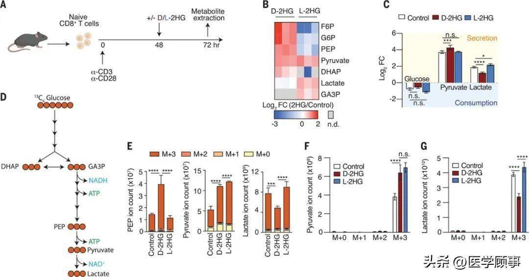 Science | 致癌代谢物D-2HG通过改变T细胞代谢损害CD8+ T 细胞功能_研究_影响_肿瘤