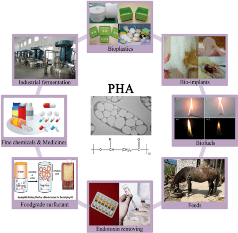 1.2万亿！一文读懂生物基材料PHA_生产_进行_产品