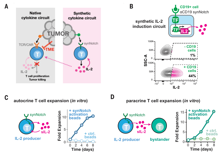 IL-2实体瘤治疗新思路：局部合成_肿瘤_Science_细胞因子
