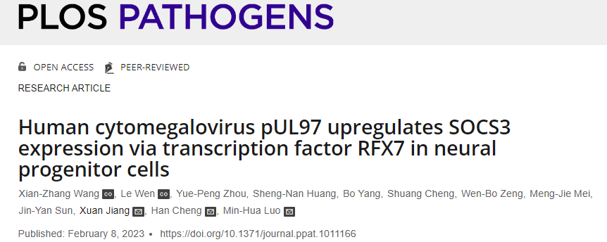 【前沿速递】PLOS Pathogens│罗敏华团队在人巨细胞病毒致神经损伤机制方面取得新进展_调控_体细胞_过程