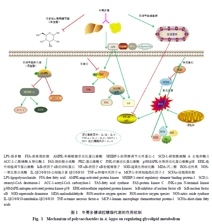 牛蒡多糖调控糖脂代谢的研究进展_调节_降低_肠道