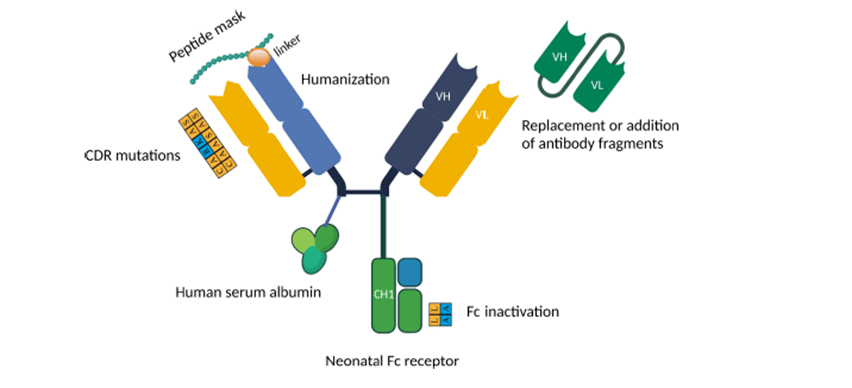 用于增强癌症免疫治疗的抗体可变区工程_scFv_纳米_片段