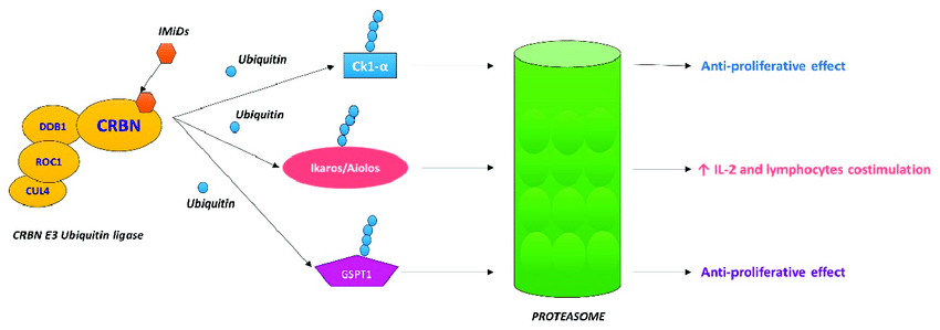 分子胶和PROTACs的兴起让人们对IMiDs的开发更加重视_沙利_治疗_临床