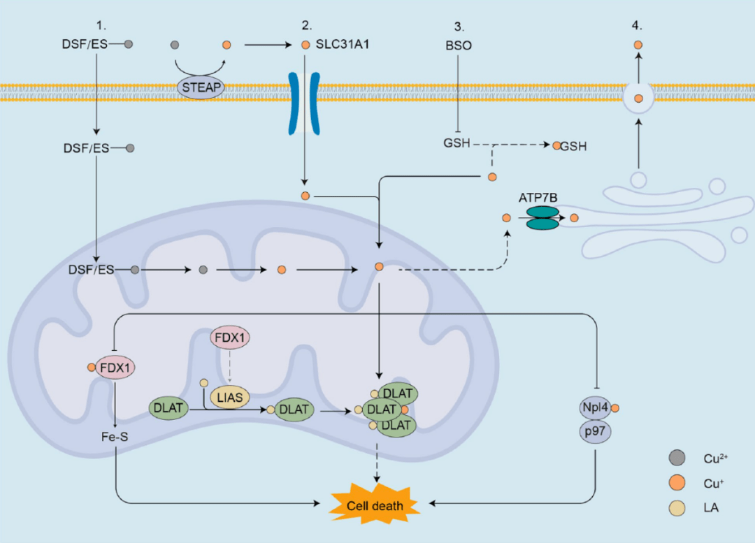 IF=41！赫捷院士发表铜死亡机制和与癌症联系综述！_研究_相关_肿瘤