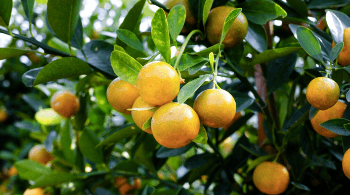 Peruvian citrus exports to rise by 4% in 2023_lemons_the_limes