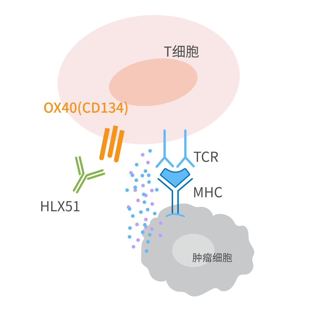 复宏汉霖创新型抗OX40抗体HLX51的I期临床试验申请获得国家药监局批准_免疫_肿瘤_细胞