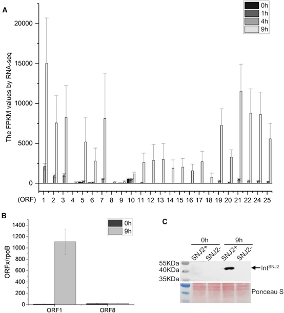 NAR ∣ 陈向东/杜世燊发现多形性包膜病毒介导的DNA损伤信号通路参与控制溶原诱导开关_调控_蛋白