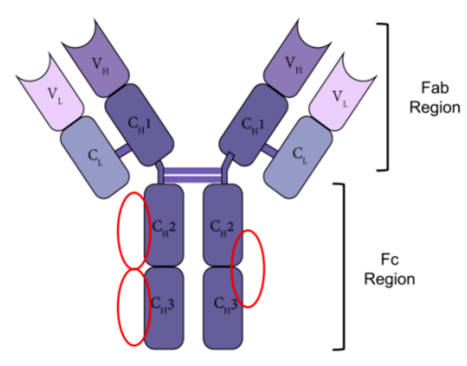 单抗/双抗/ADC：IgG亚型如何选择？_抗体_细胞_效应