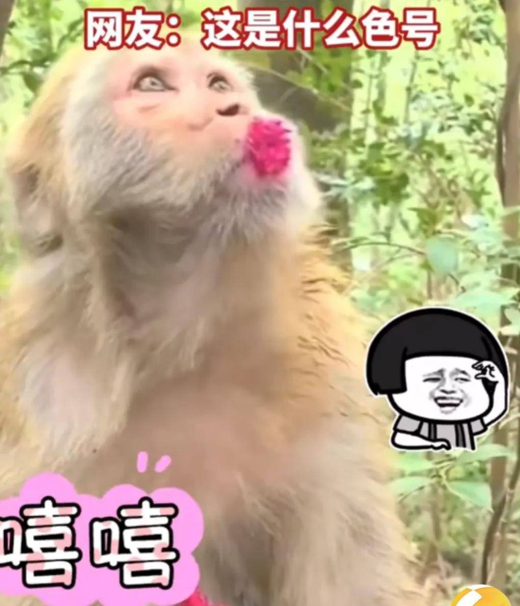 猴子吃红心火龙果嘴唇如抹了口红网友山西视频