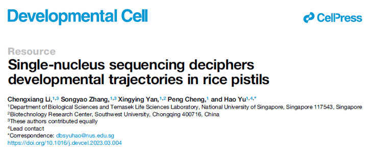 Dev. Cell | 俞皓团队绘制水稻雌蕊单细胞转录组图谱，为发育生物学研究提供新视野_组织_原基