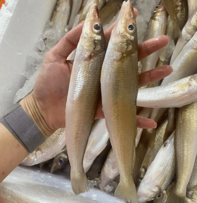 滩钓的主要鱼种“沙尖鱼”学名：多鳞鱚（Sillago sihama）_是一种_佐料_食用