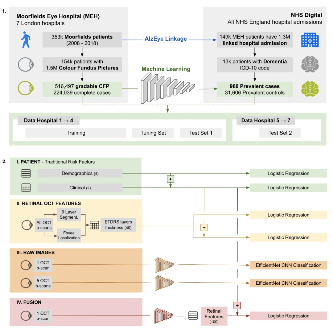 ARVO速递|痴呆症筛查方法新探索_视网膜_因素_特征