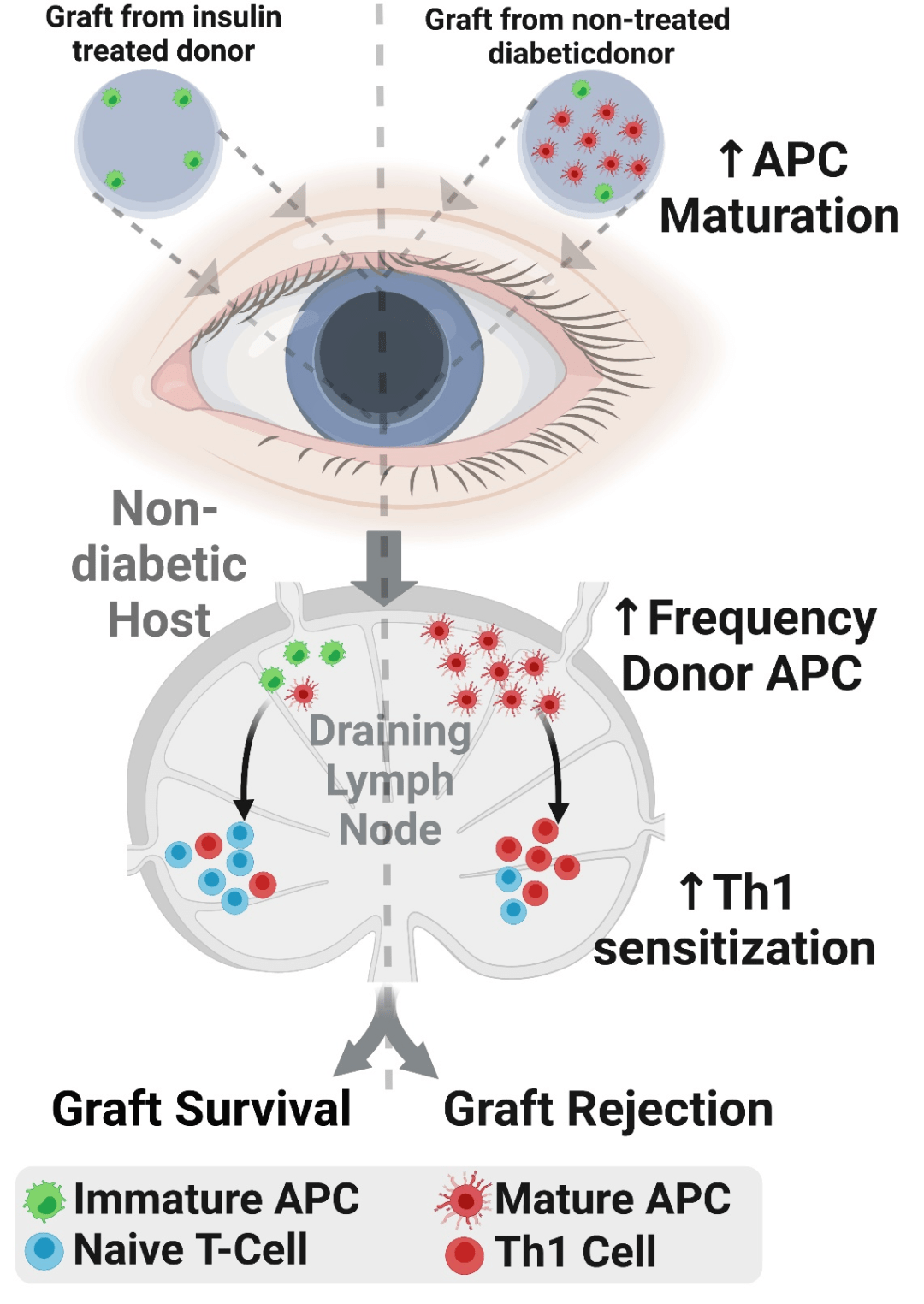 ARVO速递|糖尿病供体控制血糖可促进受体角膜移植物的存活_治疗_胰岛素_评估