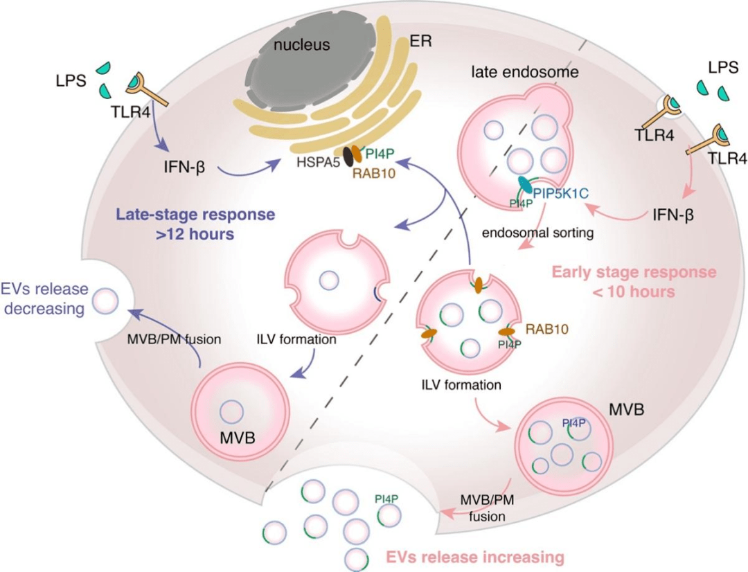 清华大学尹航课题组报道天然免疫反应中PI4P介导细胞外囊泡生成的新机制_调控_信号_研究