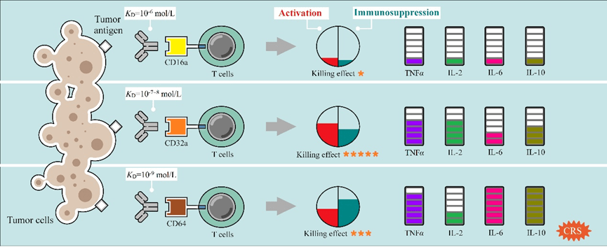 【APSB推荐】嵌合适中亲和力的FcγRCAR-T细胞与IgG1抗体联用发挥显著的体内抑瘤疗效_效应_受体_抗原