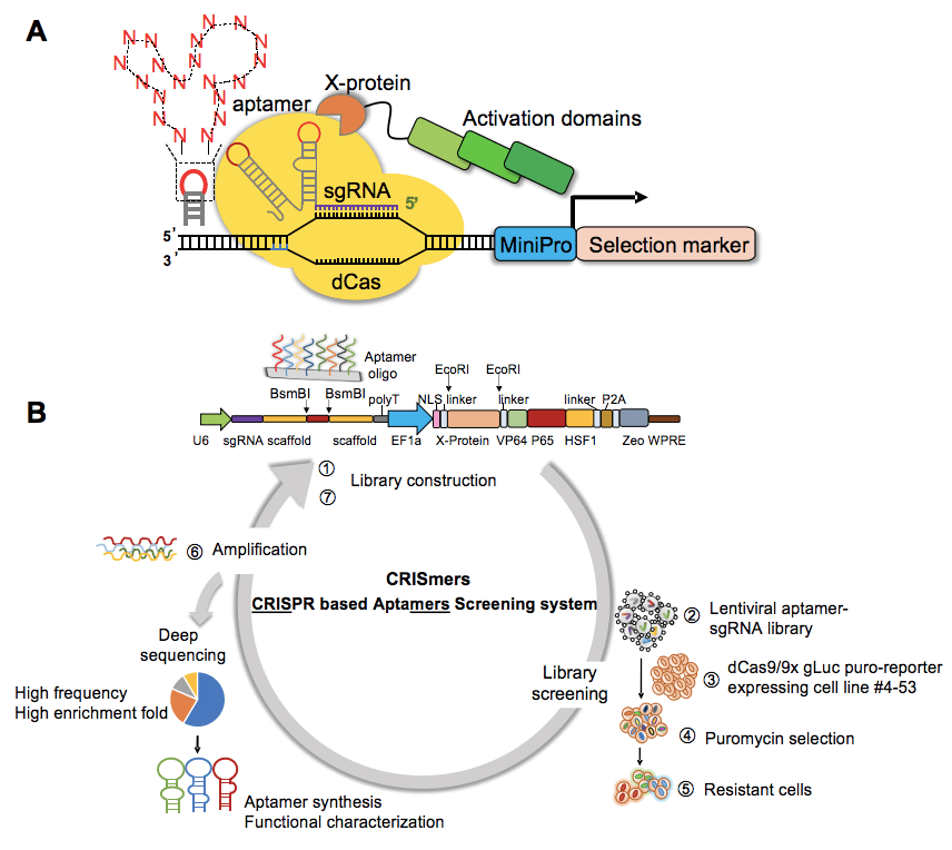 【前沿&进展】Adv Sci | CRISmers—将CRISPR/Cas用于发现中和新冠病毒的RNA适配体_系统_团队_核酸