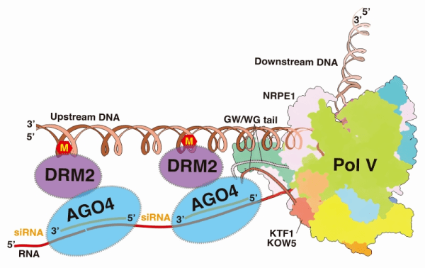 研究揭示拟南芥RNA聚合酶V的转录延伸机制_Pol_结构_相互作用
