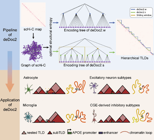 AS | DeDoc2：单细胞中识别染色质层次性TLDs结构新算法_Domains_细胞核_期刊