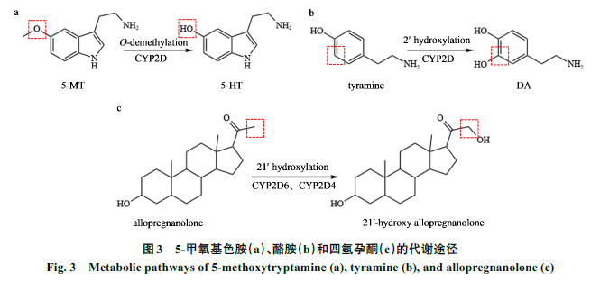 CYP2D表达与功能调控及其在药物和内源性物质处置中的作用_代谢_Cyp_家族