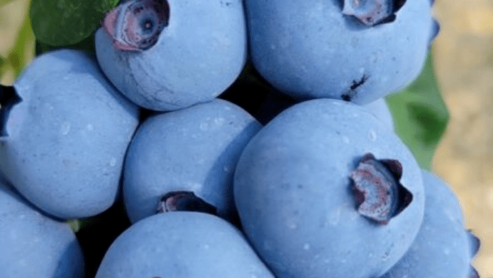 Largest British blueberry crop ever expected for 2023_to_fruit_Hall