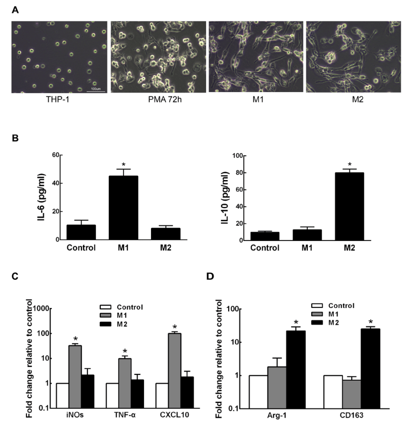 将THP-1单核细胞分化为 M0/M1/M2 巨噬细胞的步骤_ng_cn_Shi
