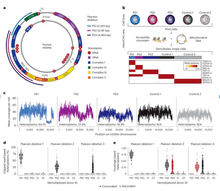 Nat Genet：T细胞或需要健康的线粒体才能有效发挥作用_研究_基因组_患者