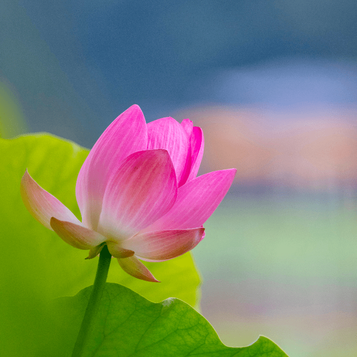 这些圆明园的赏荷佳地，一定不要错过哦~_荷花_濂溪_唯美