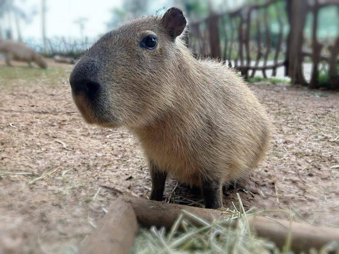 生命在于静止丨“卡皮巴拉”_野生动物园_豚豚_潜水